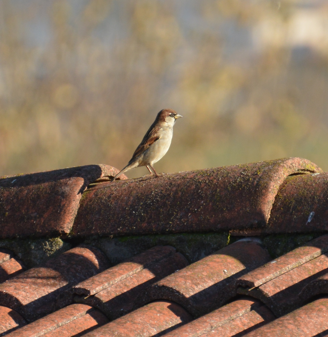 passerotto Foto % Immagini| animali, uccelli allo stato libero, animali ...