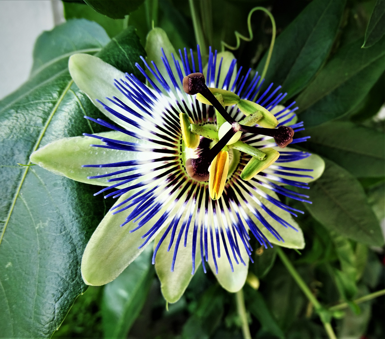 Passiflora Foto & Bild | blumen Bilder auf fotocommunity