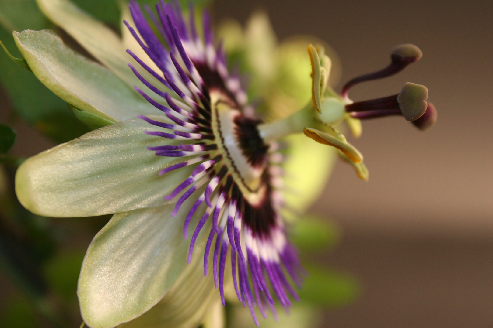 Passiflora Foto & Bild | pflanzen, pilze & flechten, blüten ...