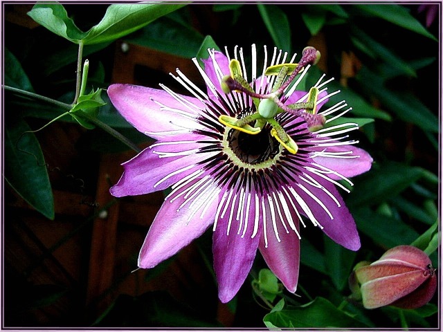 Passiflora X violacea 'Victoria' Foto & Bild | pflanzen, pilze ...