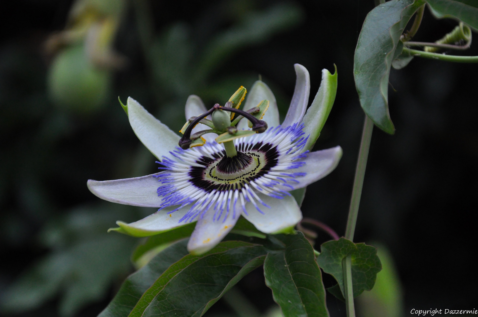 Passiflore photo et image | fleurs, nature Images fotocommunity