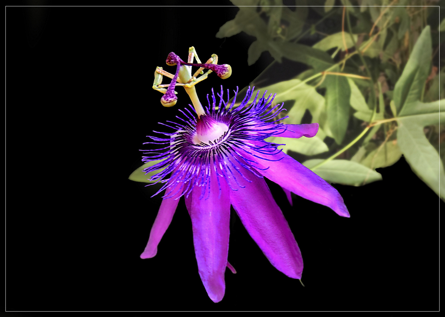 Passionsblume - Passiflora violacea `Victoria ` Foto & Bild | makro ...