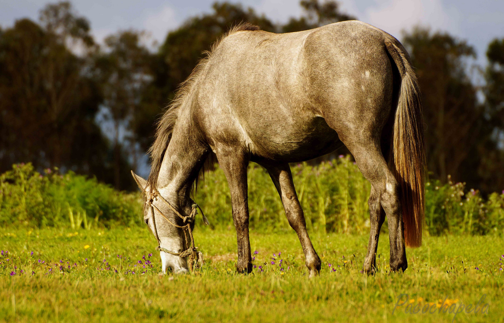 Pastando al atardecer Imagen & Foto | animales varios, animales ...