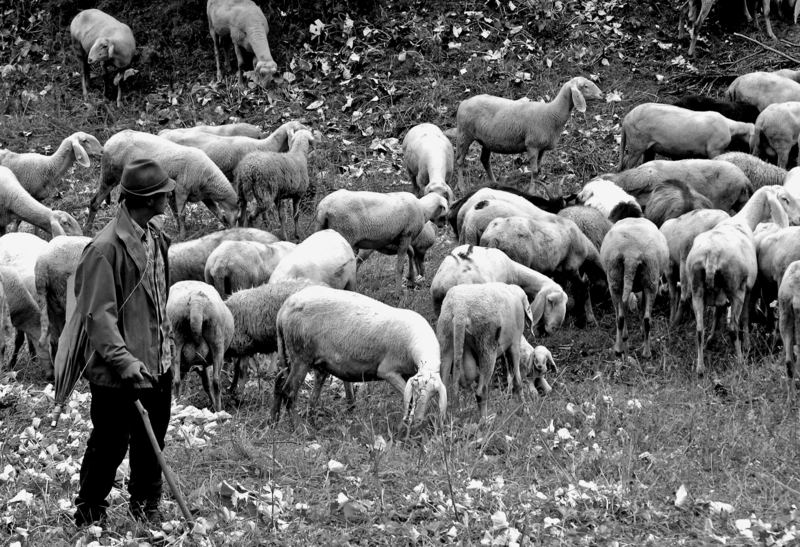 pastore e pecore Foto % Immagini| reportage, soggetti Foto su fotocommunity