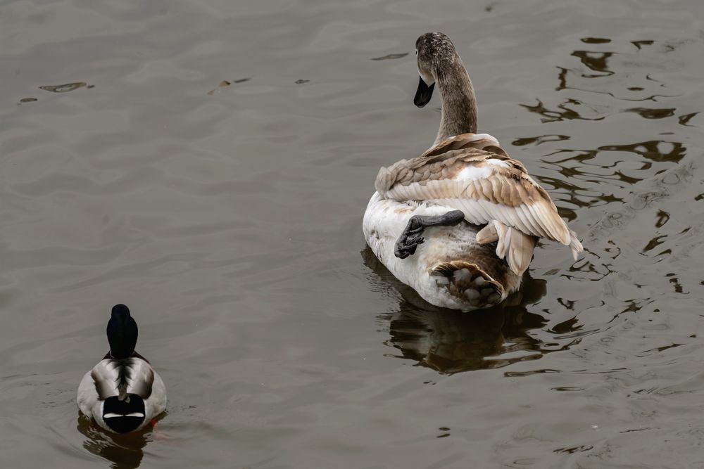 Pat und Patachon Foto & Bild | world, dokumentation, januar Bilder auf ...