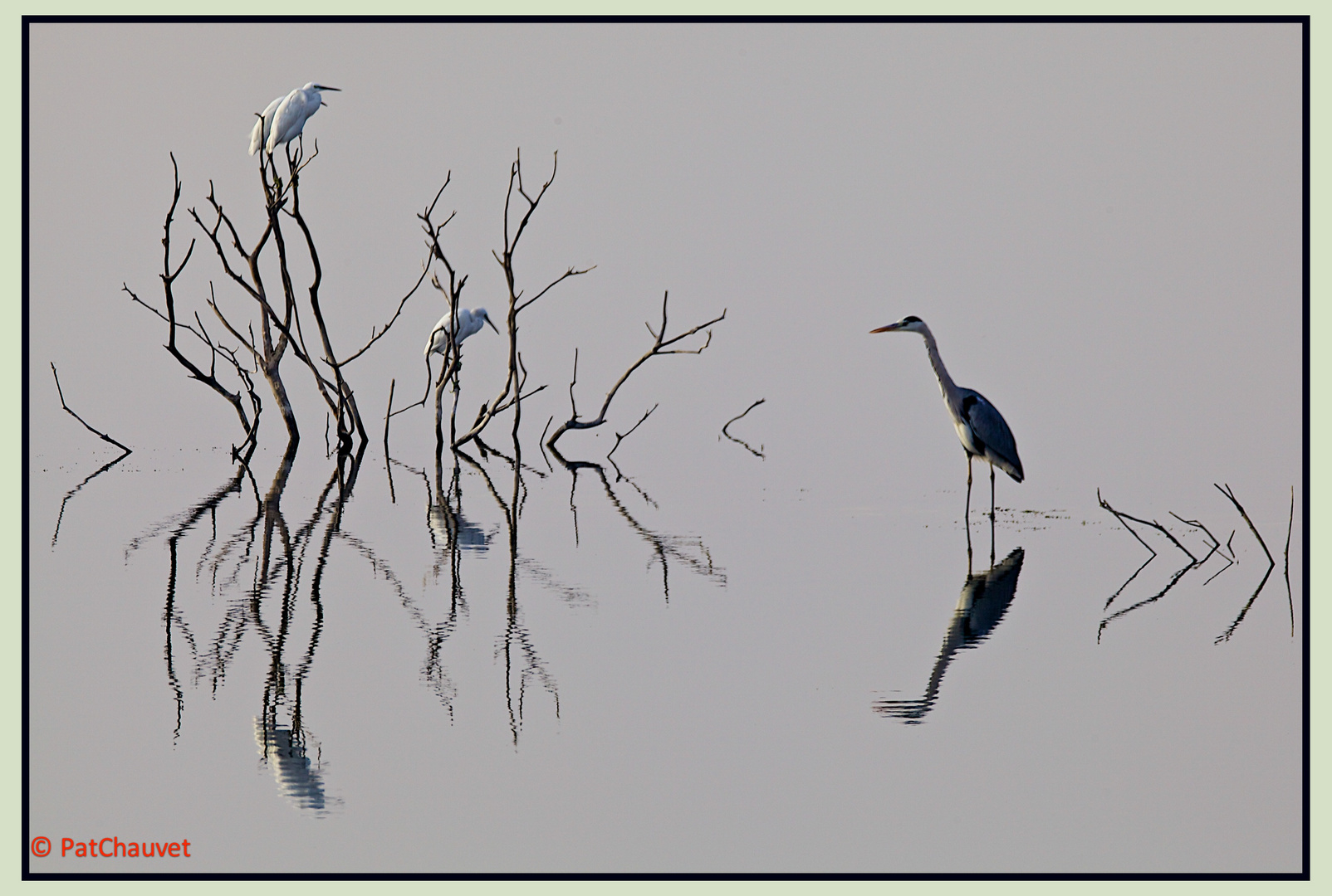 Patience... photo et image | animaux, animaux sauvages, oiseaux Images ...