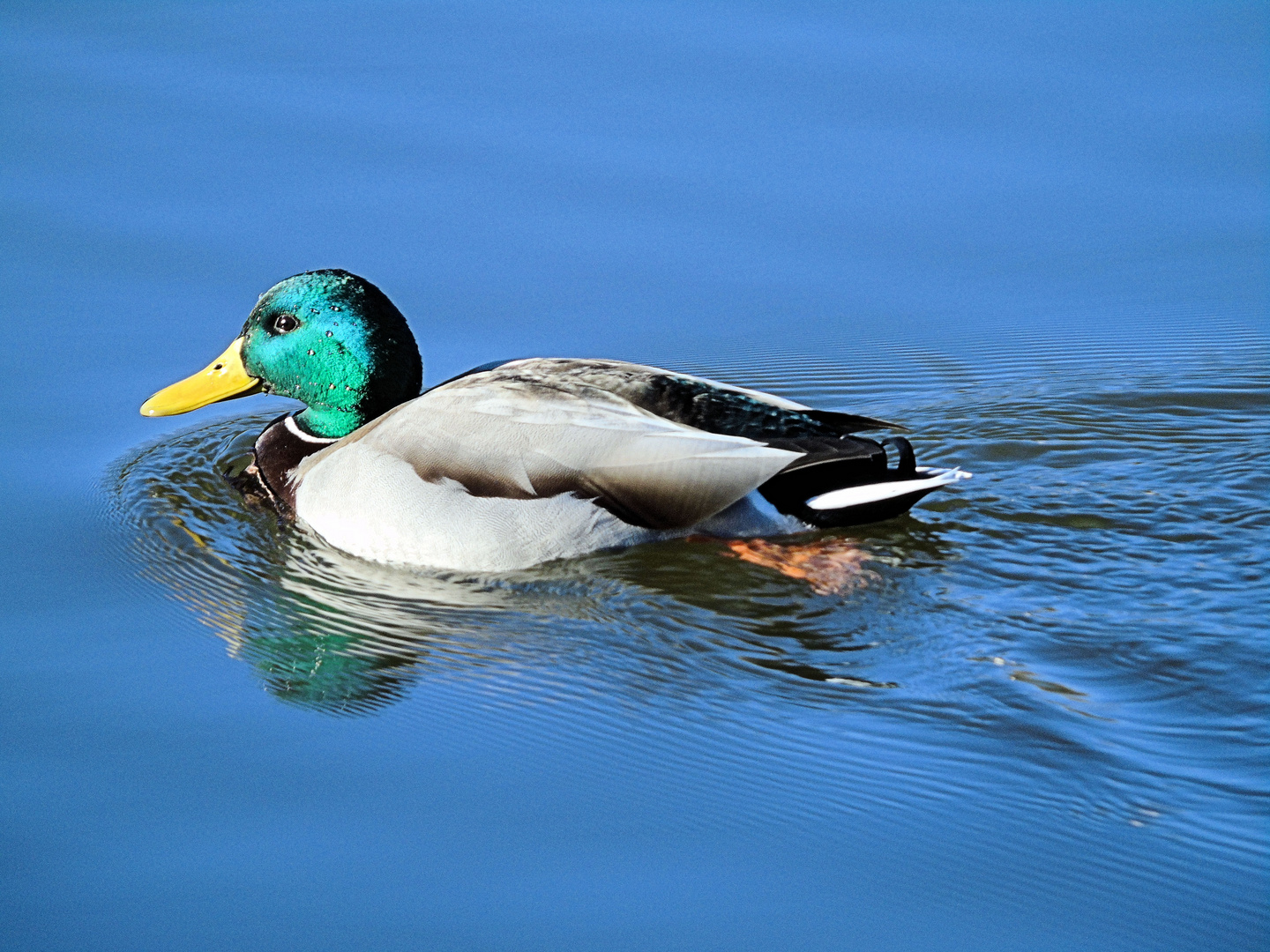PATO Imagen & Foto | naturaleza diversa , insectos y animales, pato ...
