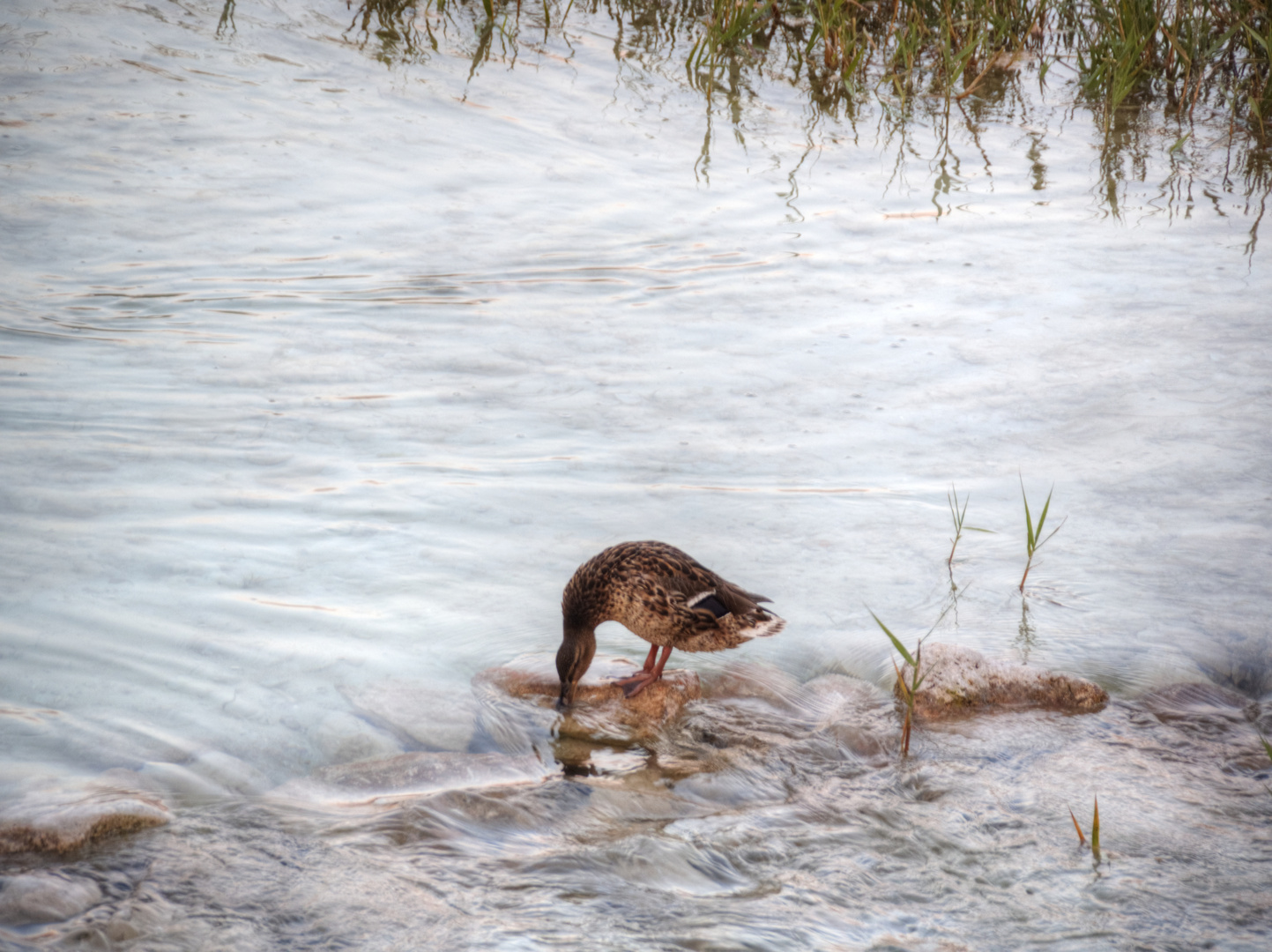 Pato bebiendo Imagen & Foto | naturaleza Fotos de fotocommunity