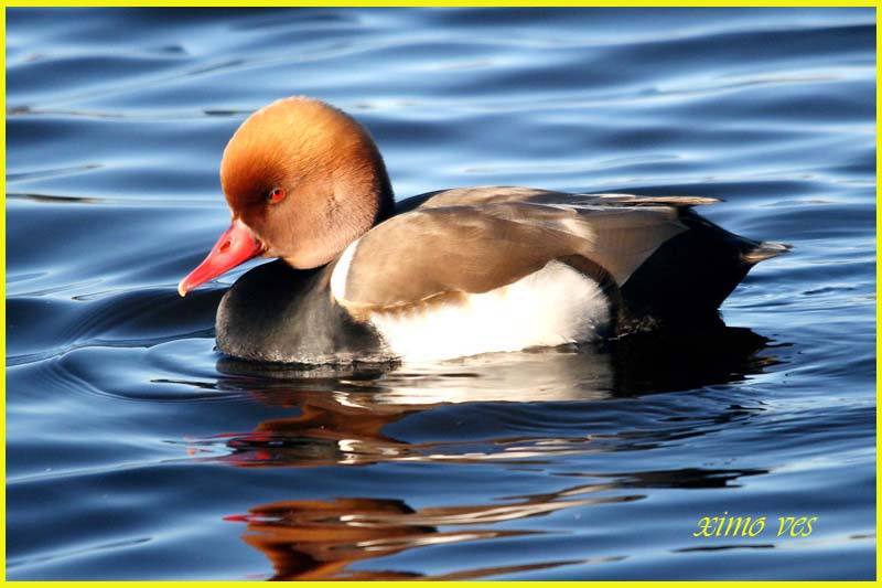 PATO COLORADO Imagen & Foto | animales, aves, naturaleza Fotos de ...