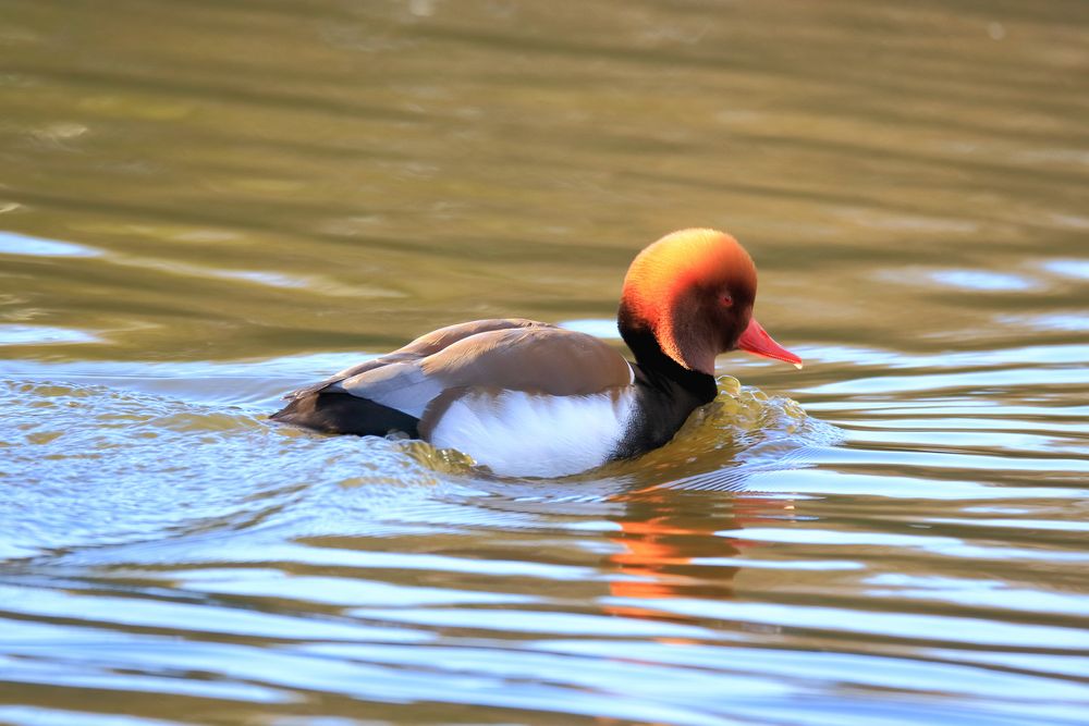 Pato colorado Imagen & Foto | animales, animales marinos , aves Fotos ...