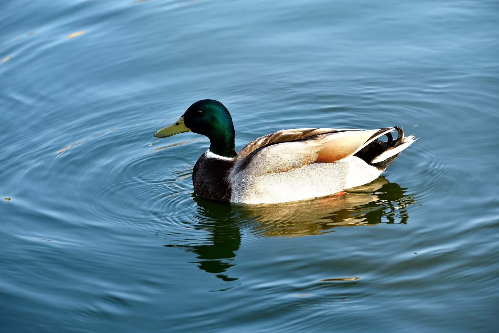 Pato real Imagen & Foto | animales, aves, naturaleza Fotos de fotocommunity