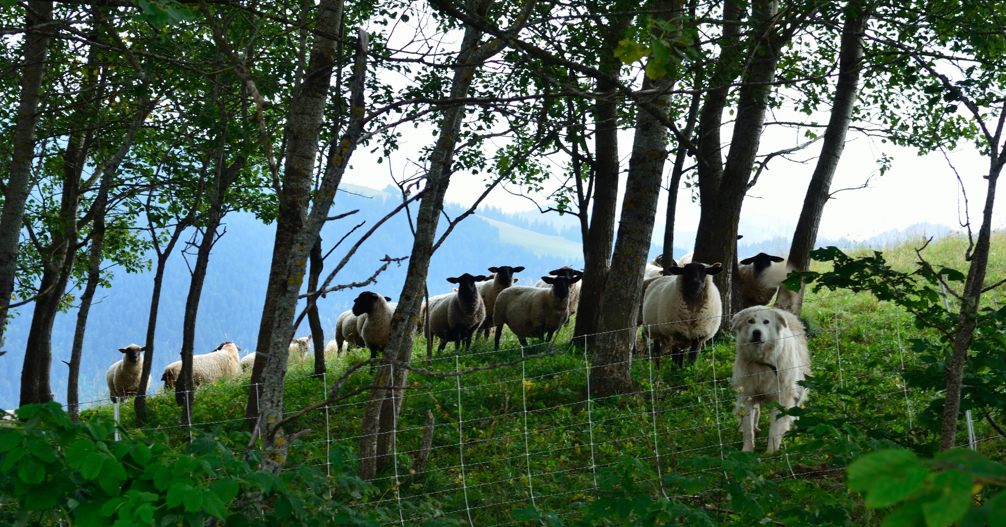 Patou photo et image | divers, la nature simplement, nature Images ...