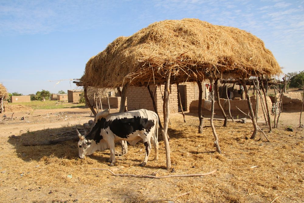 paître au Mali photo et image | nature, world, natur Images fotocommunity