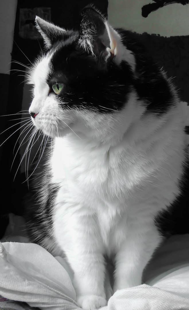 Patty-Pu Foto & Bild | tiere, haustiere, katzen Bilder auf fotocommunity