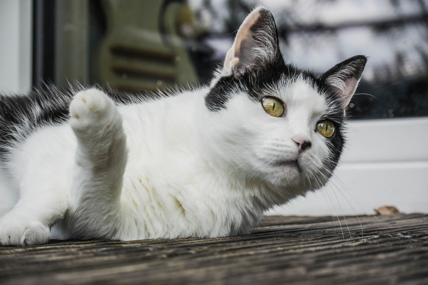 Patty-Pu Foto & Bild | tiere, haustiere, katzen Bilder auf fotocommunity