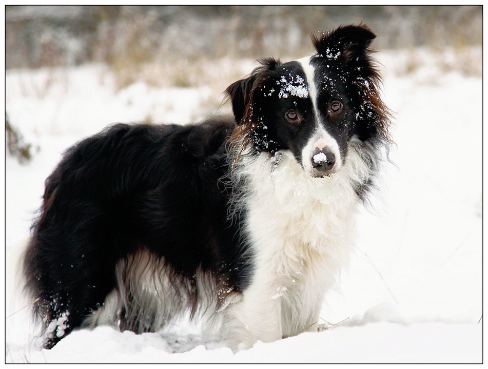 Paul im Schnee Foto & Bild | tiere, haustiere, hunde Bilder auf ...