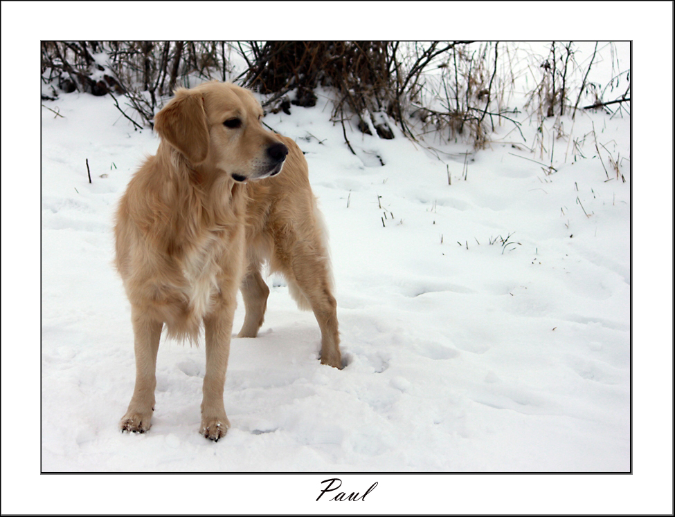 Paul im Schnee Foto & Bild | tiere, haustiere, hunde Bilder auf ...