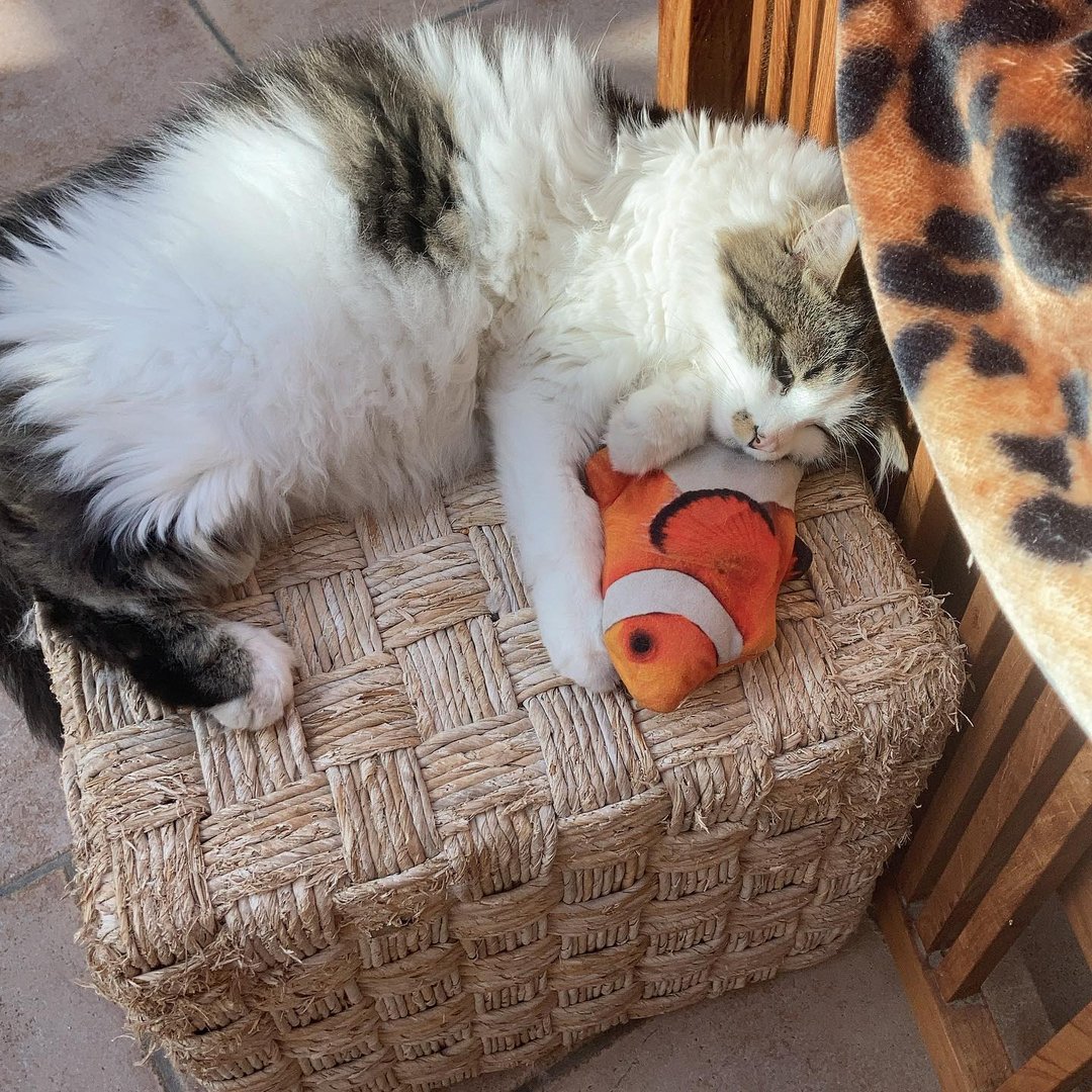 Pauli Foto & Bild | tiere, haustiere, katzen Bilder auf fotocommunity