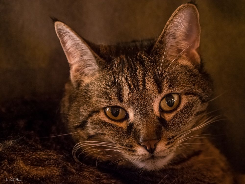 Paulina beim Chillen Foto & Bild | natur, katzen, tiere Bilder auf ...