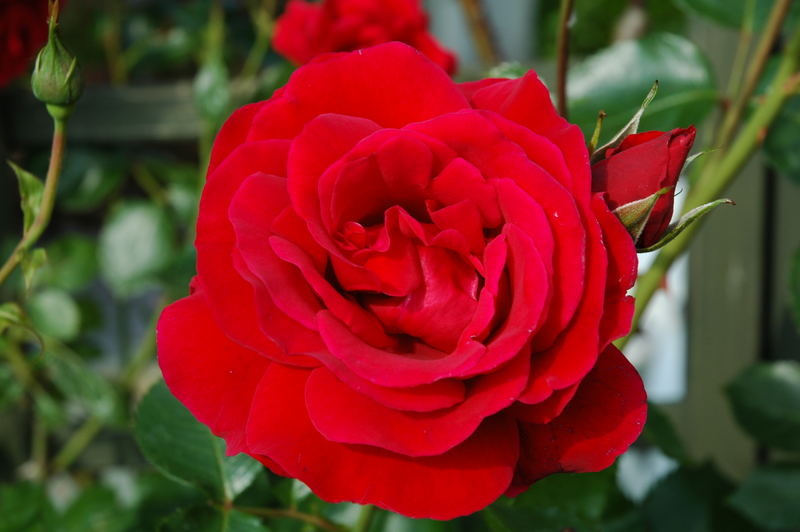 Pauls Rose 2005 Foto & Bild | pflanzen, pilze & flechten, blüten ...