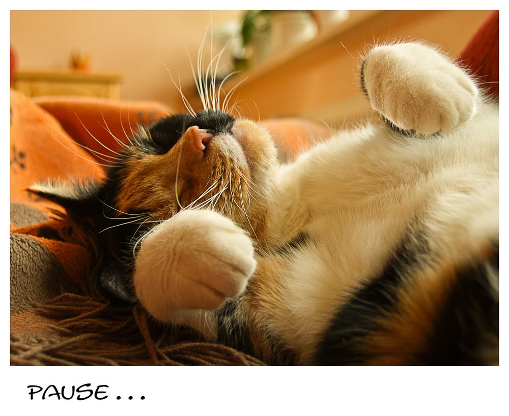 Pause Foto & Bild | tiere, haustiere, katzen Bilder auf fotocommunity