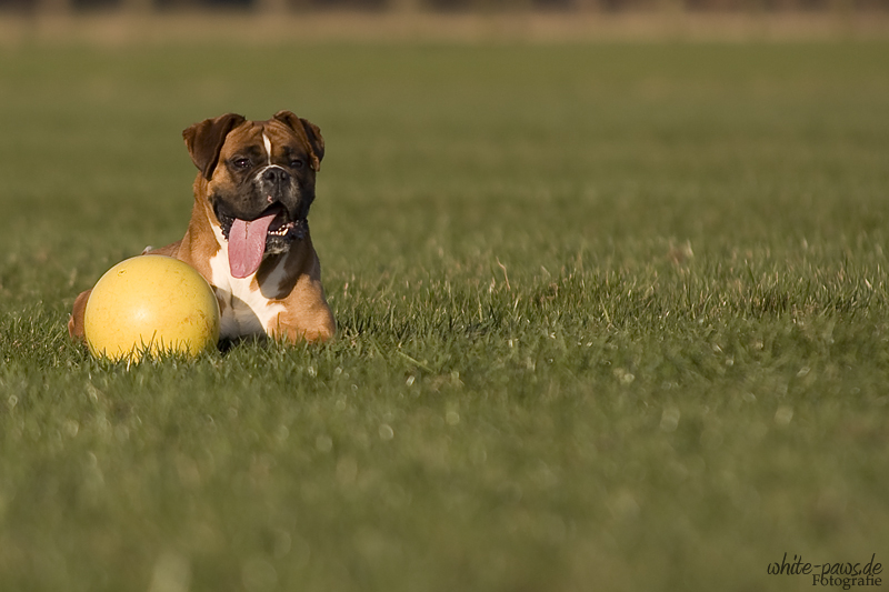 ~ Pause ~ Foto & Bild | tiere, haustiere, hunde Bilder auf fotocommunity