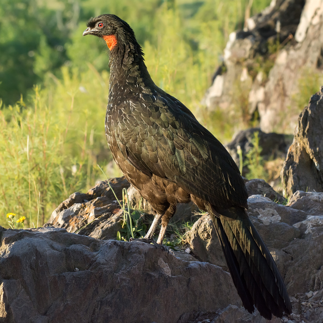 Pava de monte Imagen & Foto | animales, aves, naturaleza Fotos de ...