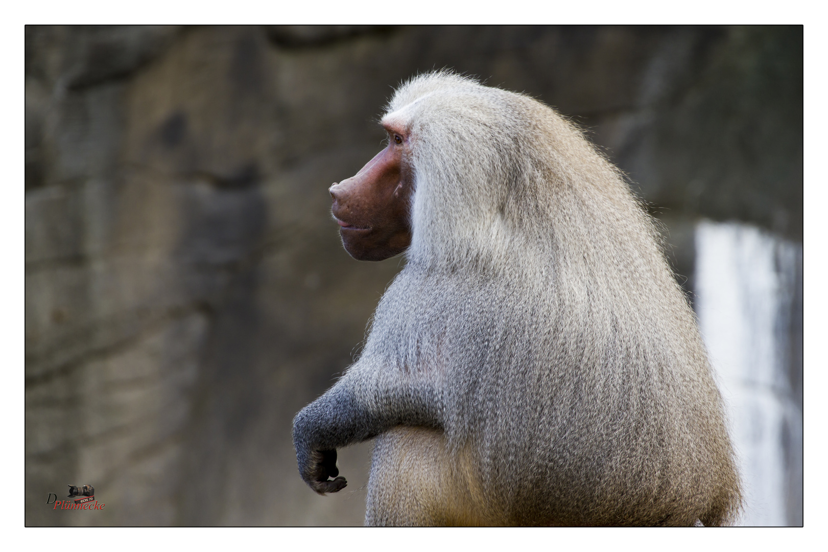 Pavian Foto & Bild | tiere, zoo, wildpark & falknerei, säugetiere ...