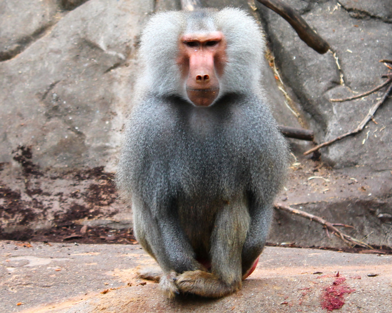 Pavian Foto & Bild | tiere, zoo, wildpark & falknerei, säugetiere ...