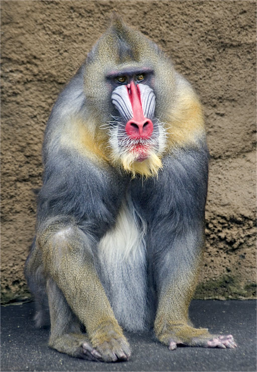 Pavian Foto & Bild | tiere, zoo, wildpark & falknerei, säugetiere ...