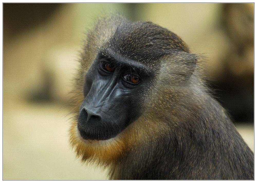 Pavian Foto & Bild | tiere, zoo, wildpark & falknerei, säugetiere ...