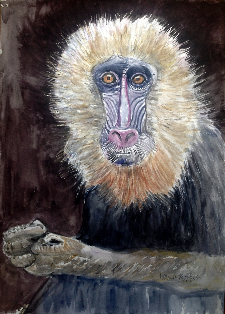 Pavian Foto & Bild | tierisches, natur Bilder auf fotocommunity