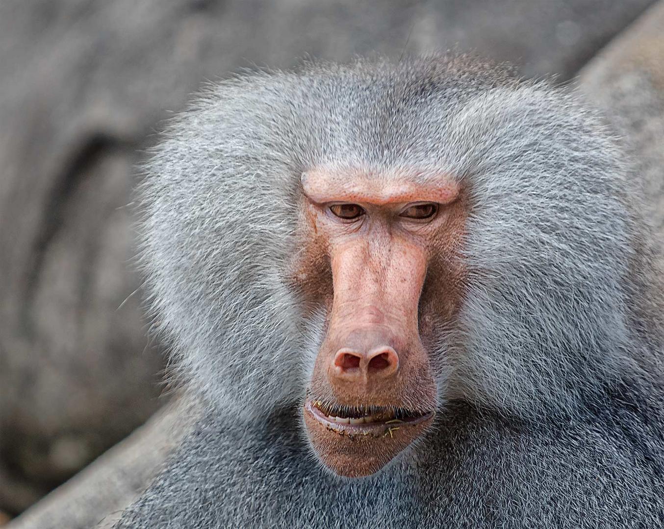 Pavian Foto & Bild | tiere, zoo, wildpark & falknerei, säugetiere ...