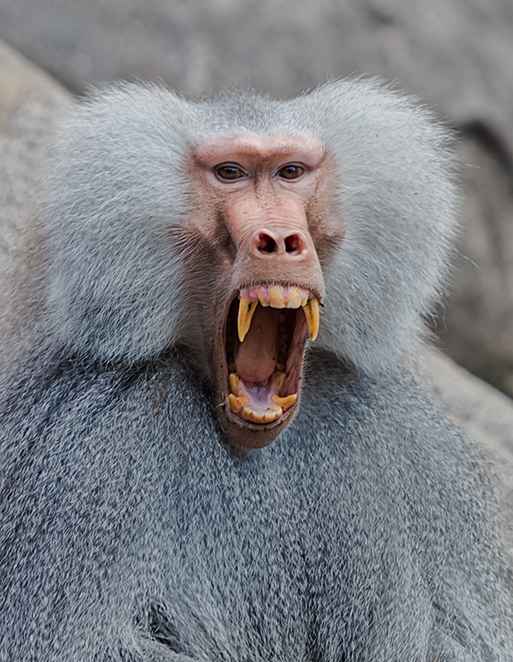 Pavian Foto & Bild | tiere, zoo, wildpark & falknerei, säugetiere ...