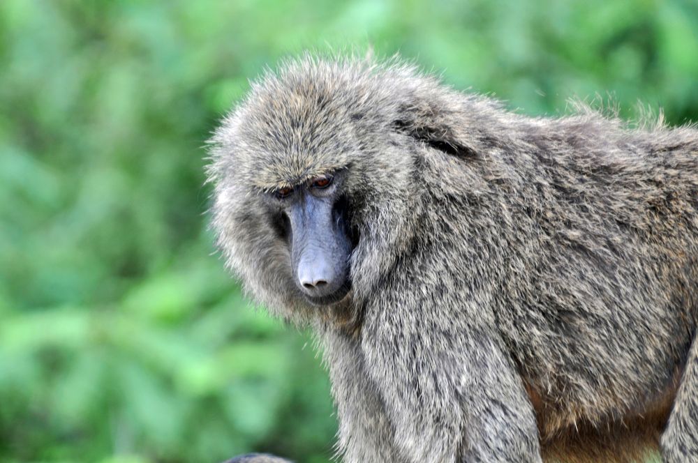 - Pavian - Foto & Bild | tiere, wildlife, säugetiere Bilder auf ...