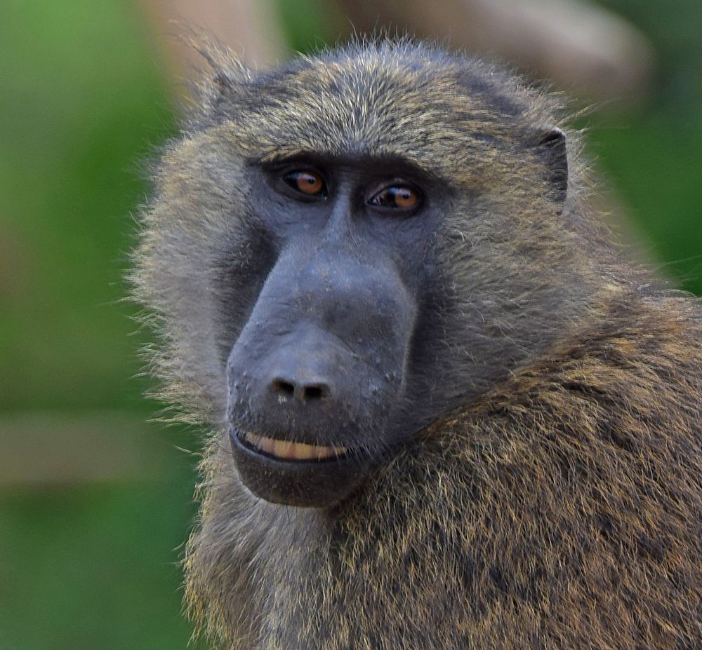 Pavian Foto & Bild | portrait, tiere, affe Bilder auf fotocommunity