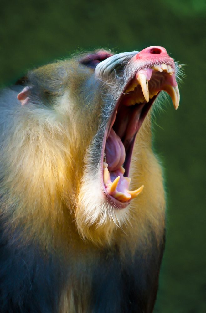 Pavian Foto & Bild | tiere, zoo, wildpark & falknerei, säugetiere ...