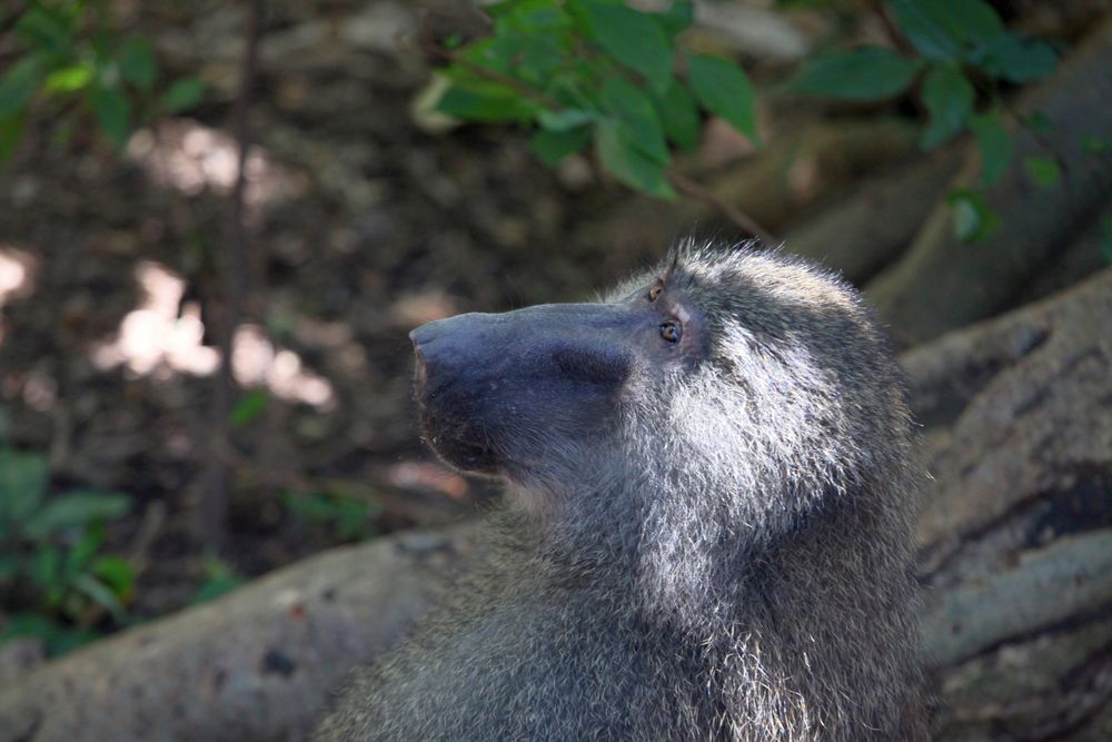 Pavian Foto & Bild | africa, eastern africa, tiere Bilder auf fotocommunity