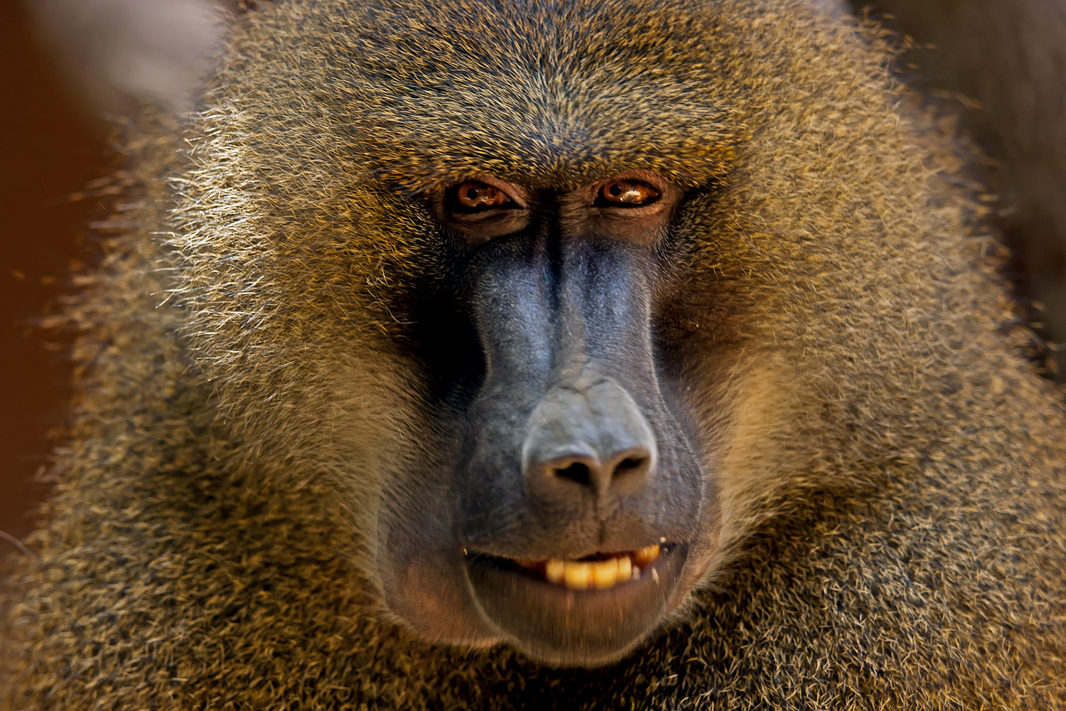 Pavian Foto & Bild | tiere, zoo, wildpark & falknerei, säugetiere ...