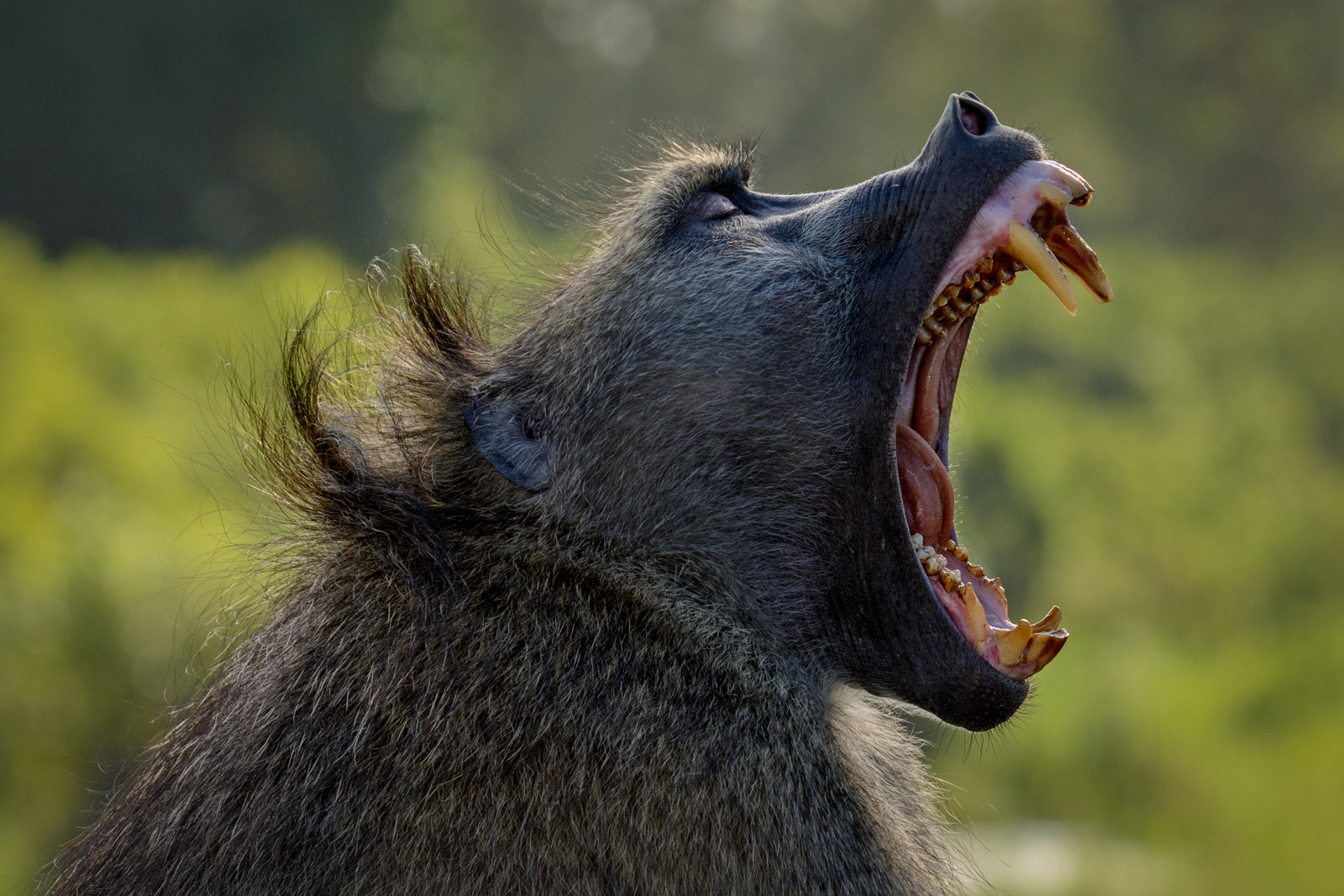 Pavian Foto & Bild | africa, southern africa, south africa Bilder auf ...