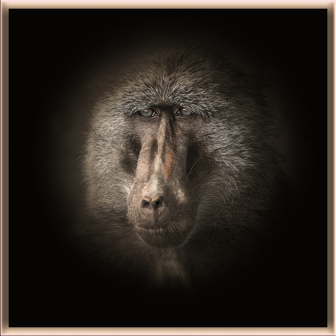 Pavian Foto & Bild | tiere, zoo, wildpark & falknerei, zoom ... Pavian Foto & Bild | tiere, zoo, wildpark & falknerei, zoom ...