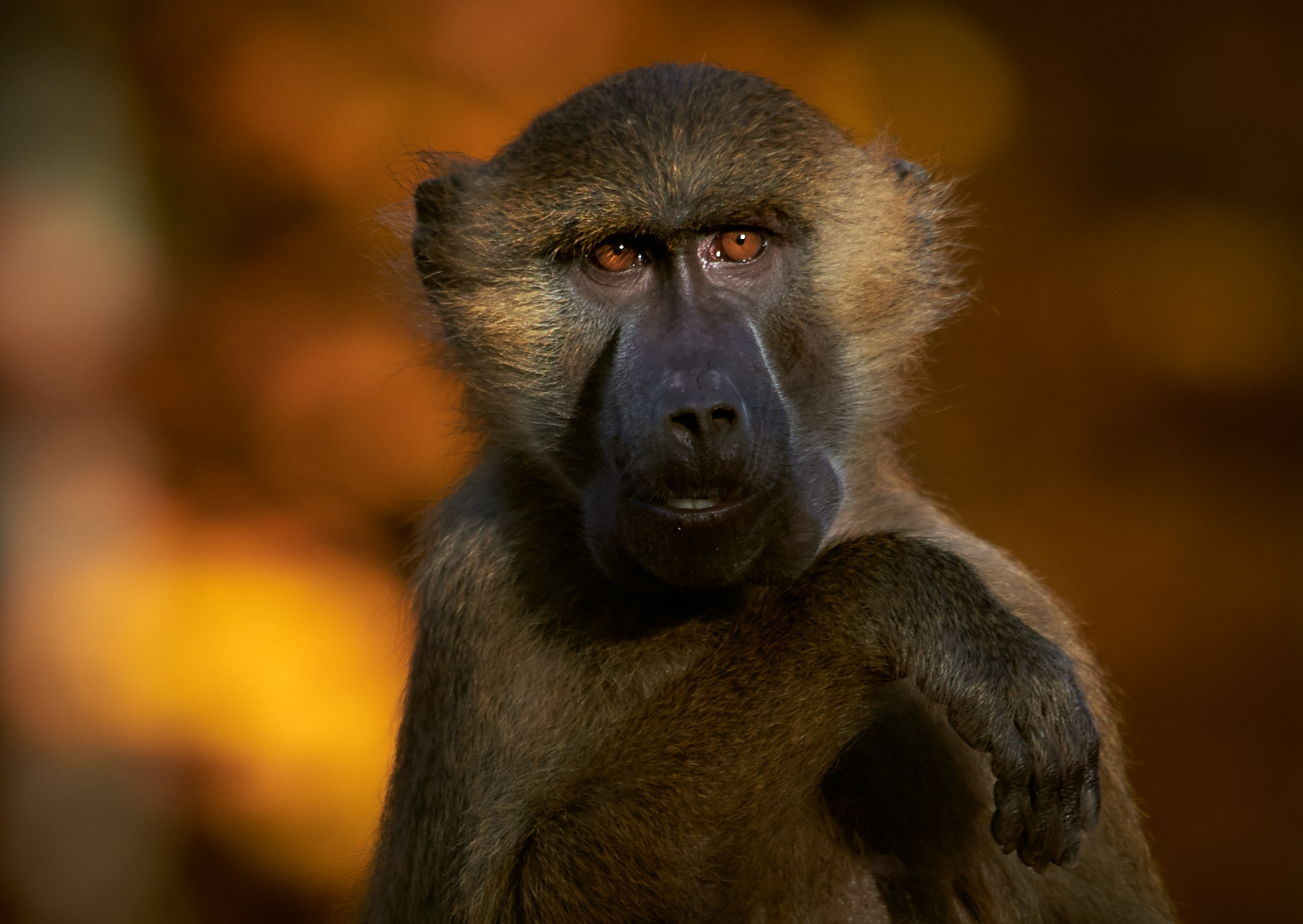 Pavian Foto & Bild | zoo, tiere, tierpark Bilder auf fotocommunity Pavian Foto & Bild | zoo, tiere, tierpark Bilder auf fotocommunity