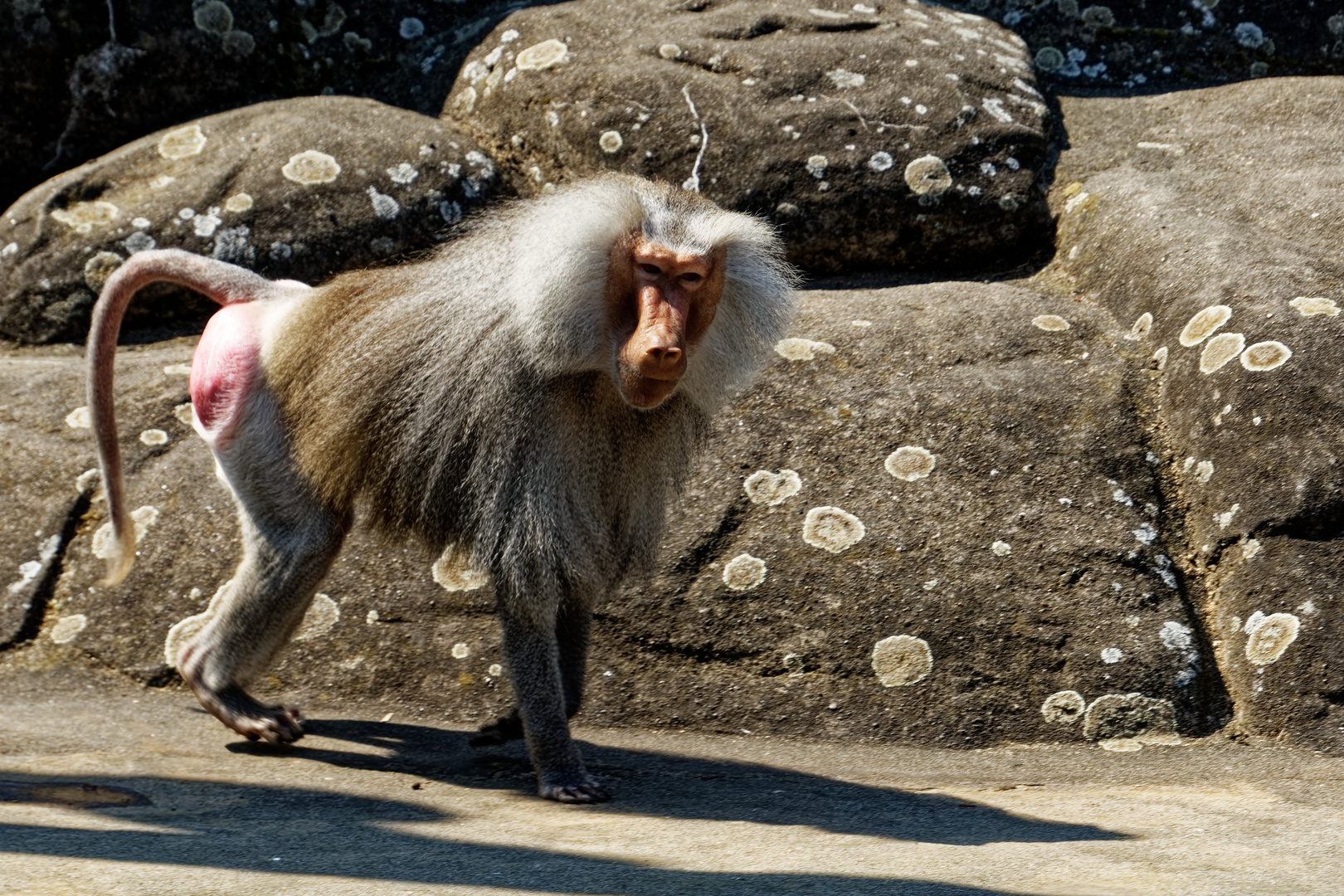 Pavian Foto & Bild | tiere, zoo, wildpark & falknerei, säugetiere ...