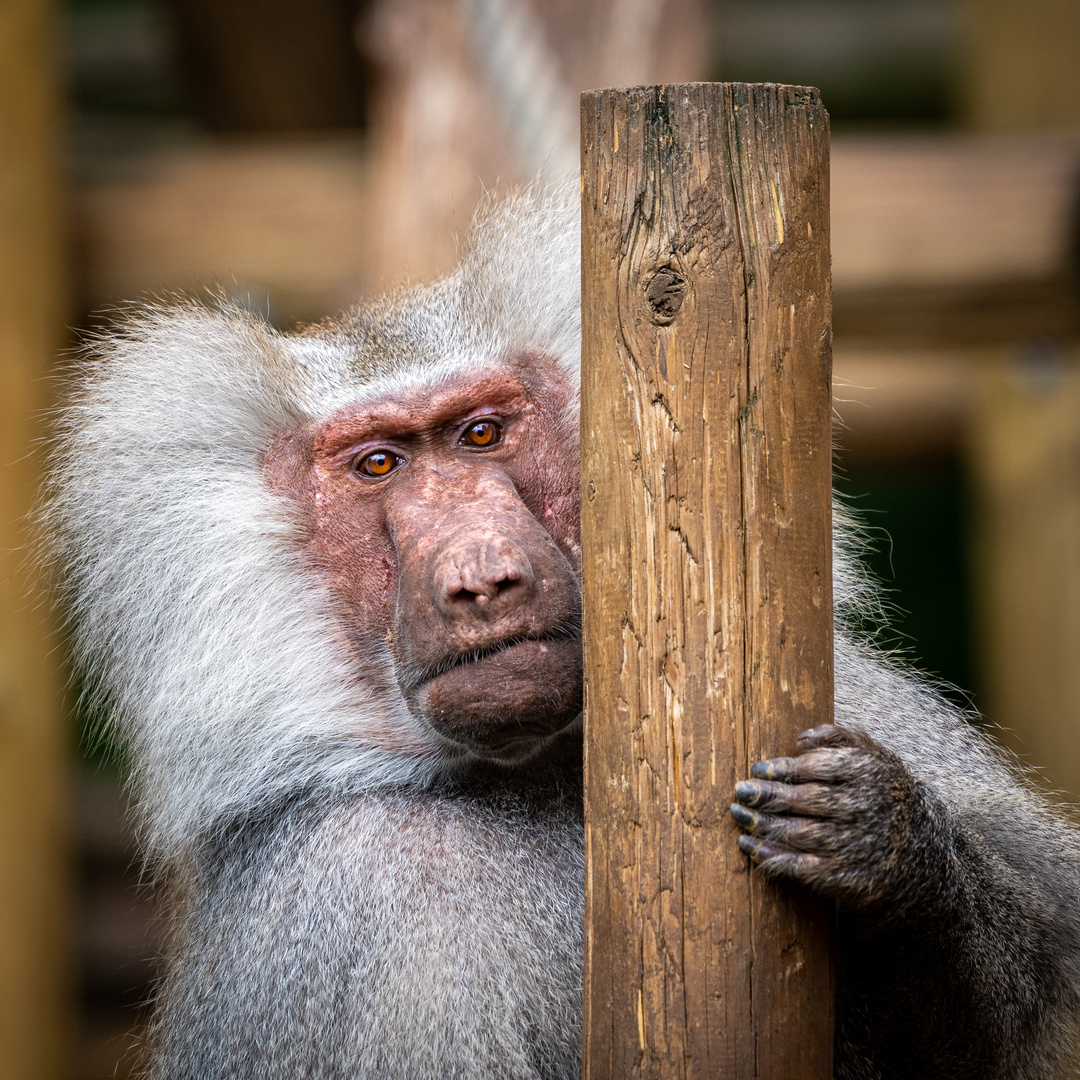 Pavian Foto & Bild | tiere, zoo, wildpark & falknerei, säugetiere ...