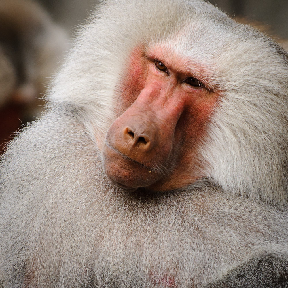 Pavian Foto & Bild | tiere, zoo, wildpark & falknerei, säugetiere ...