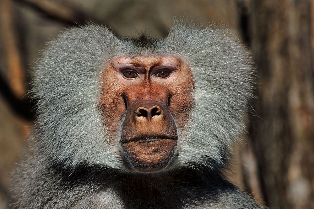 Pavian Foto & Bild | tiere, zoo, wildpark & falknerei, säugetiere ...