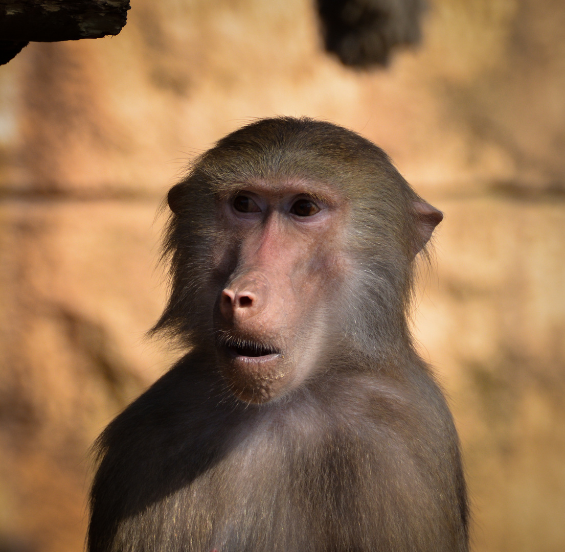 Pavian Foto & Bild | tiere, zoo, wildpark & falknerei, säugetiere ...