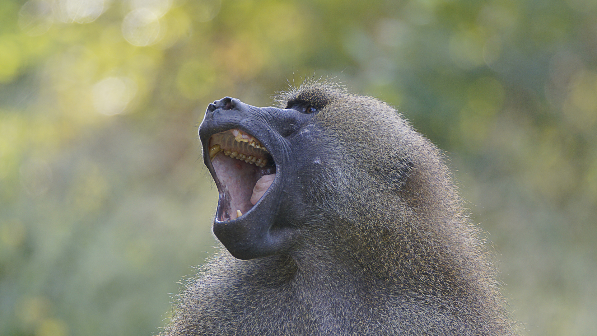 Pavian-Affe Foto & Bild | tiere, zoo, wildpark & falknerei, säugetiere ...
