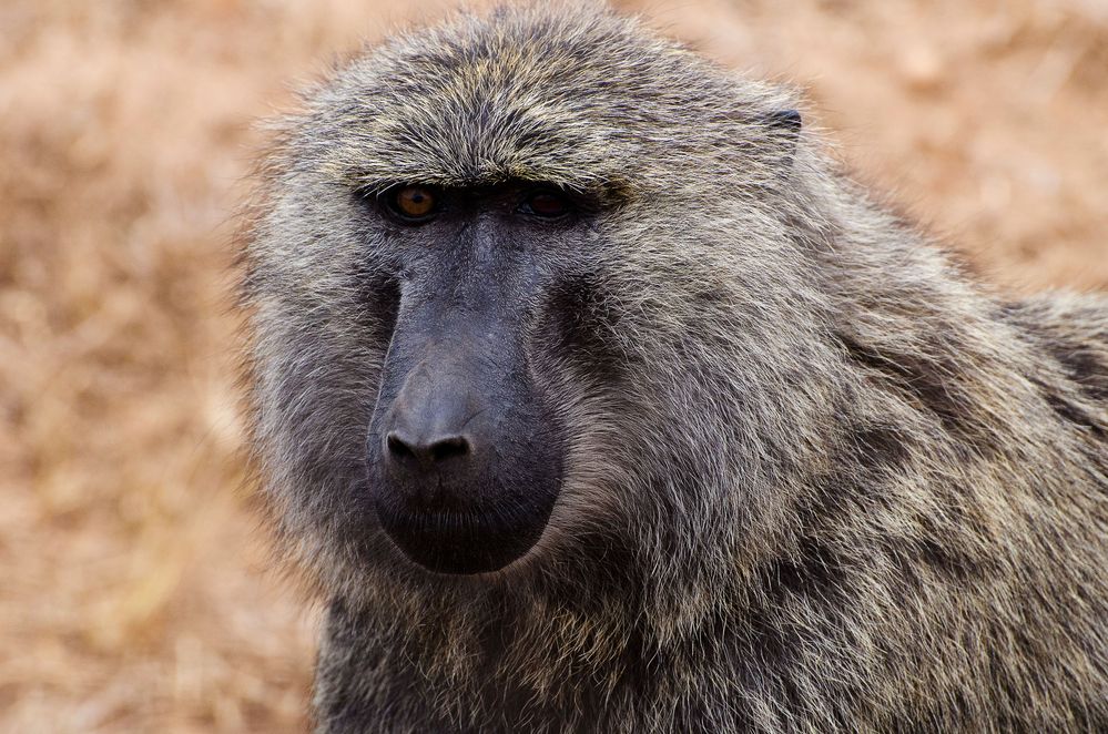 Pavian am Straßenrand Foto & Bild | tiere, wildlife, säugetiere Bilder ...