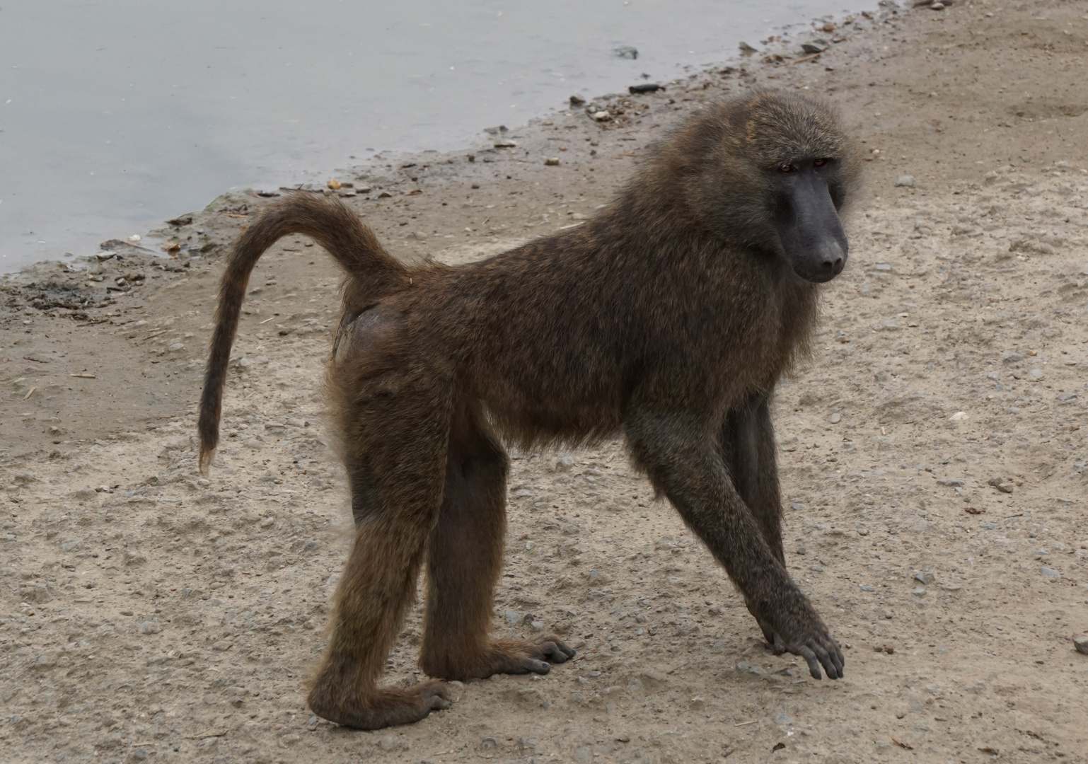 Pavian Foto & Bild | fun, zoom, zoo Bilder auf fotocommunity